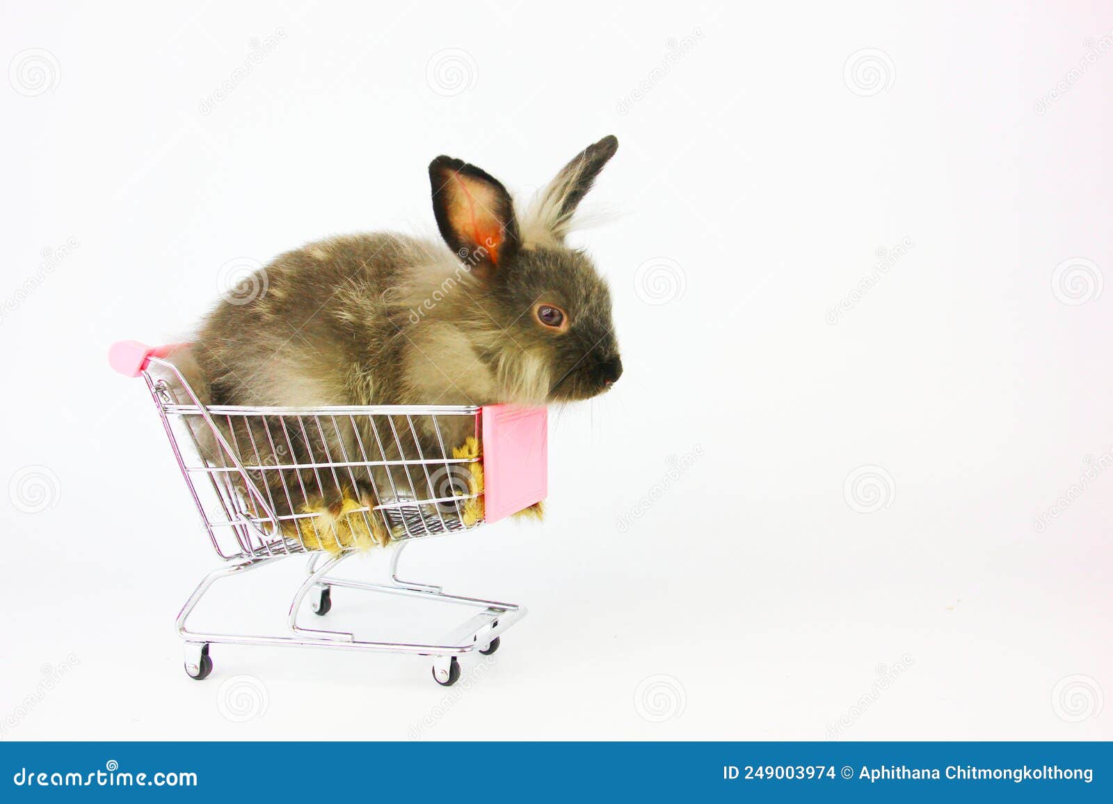 Cute Rabbit in Cart Isolate on White Stock Photo - Image of cart ...