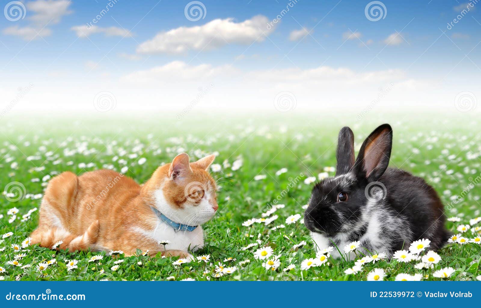 Cute rabbit with cat stock photo. Image of grass, kitten - 22539972
