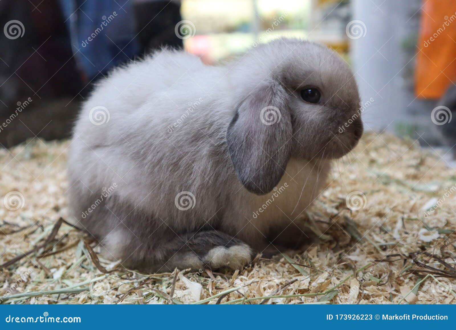 Cute Rabbit in Chinese Market Stock Image - Image of cute, market ...