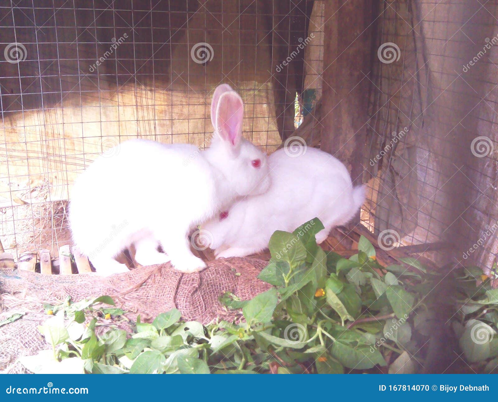 Cute Rabbit Couple are Together Stock Photo - Image of india, lifestyle ...