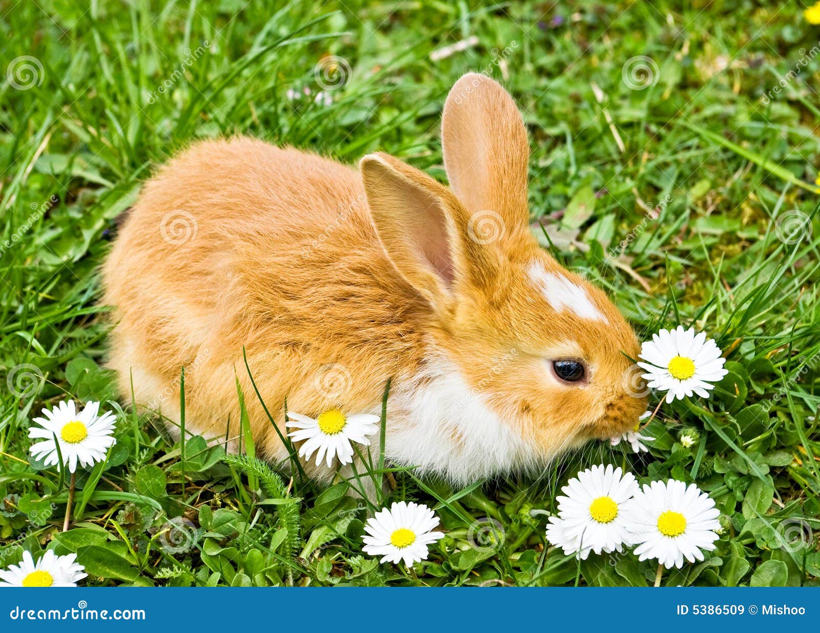 Cute rabbit eating stock image. Image of farm, jackrabbit - 5386509
