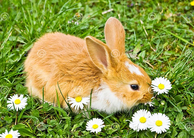 Cute rabbit eating stock image. Image of farm, jackrabbit - 5386509