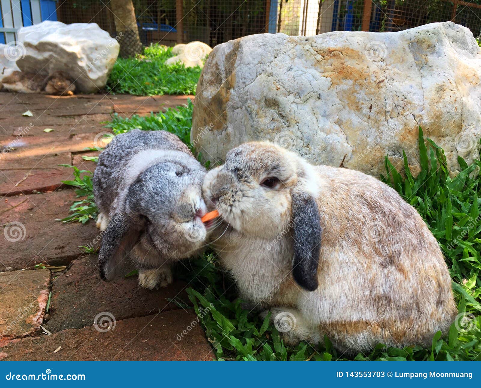 Cute Rabbit Eating Carrot in the Garden Stock Image - Image of spring ...