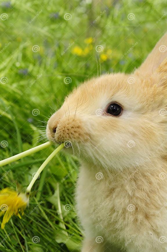 Cute Rabbit Eating Dandelion Stock Photo - Image of animal, fluffy ...