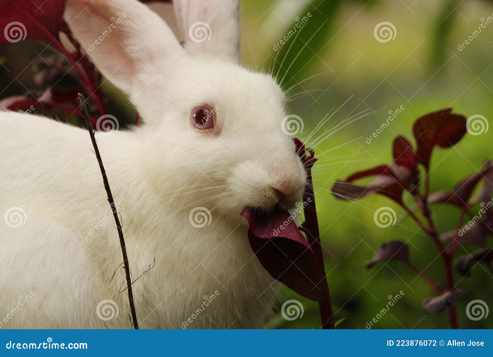 Cute rabbit eating plants stock photo. Image of squirrel - 223876072