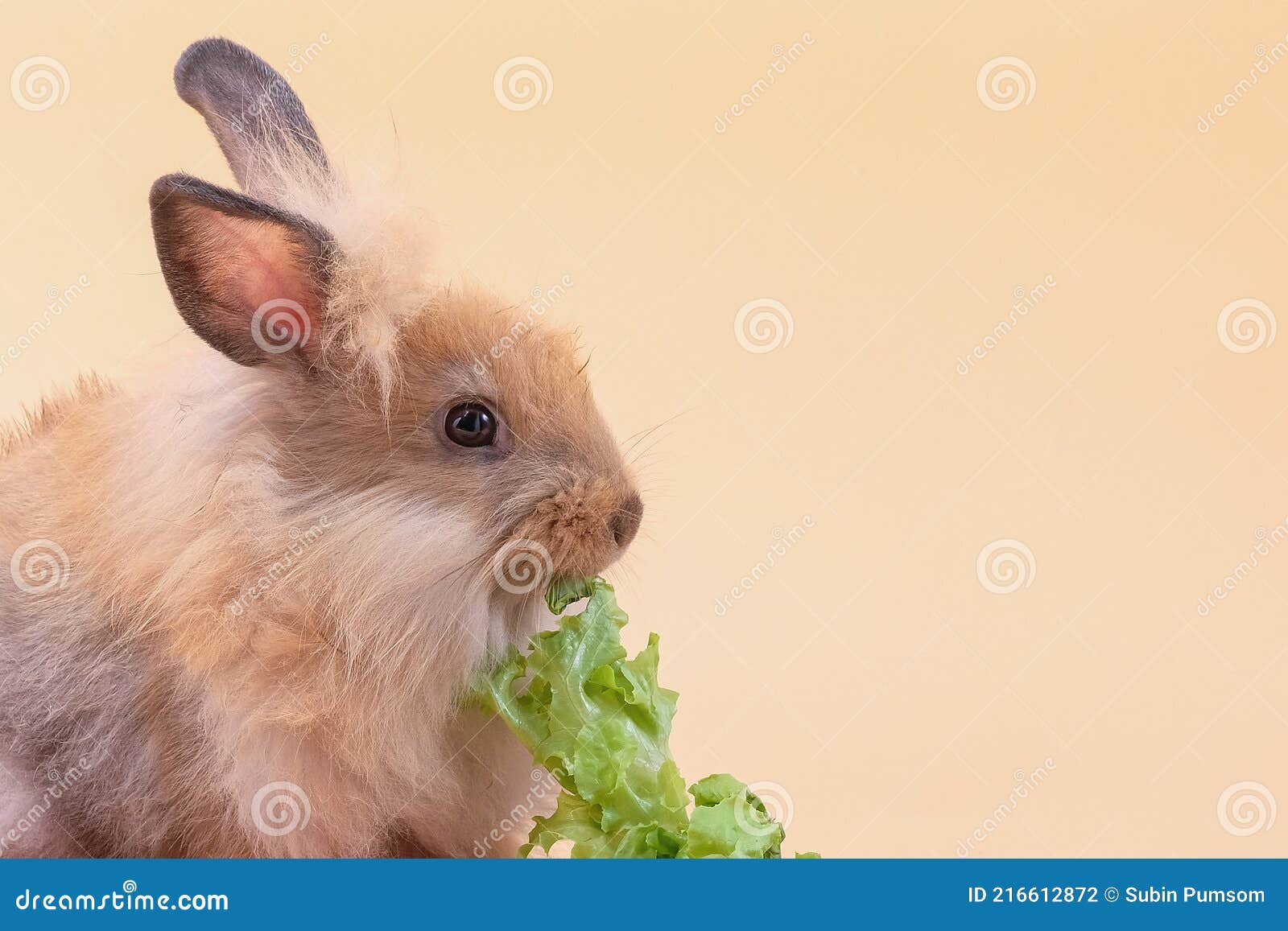 Cute Rabbit Eating Vegetables Stock Photo - Image of nature, little ...