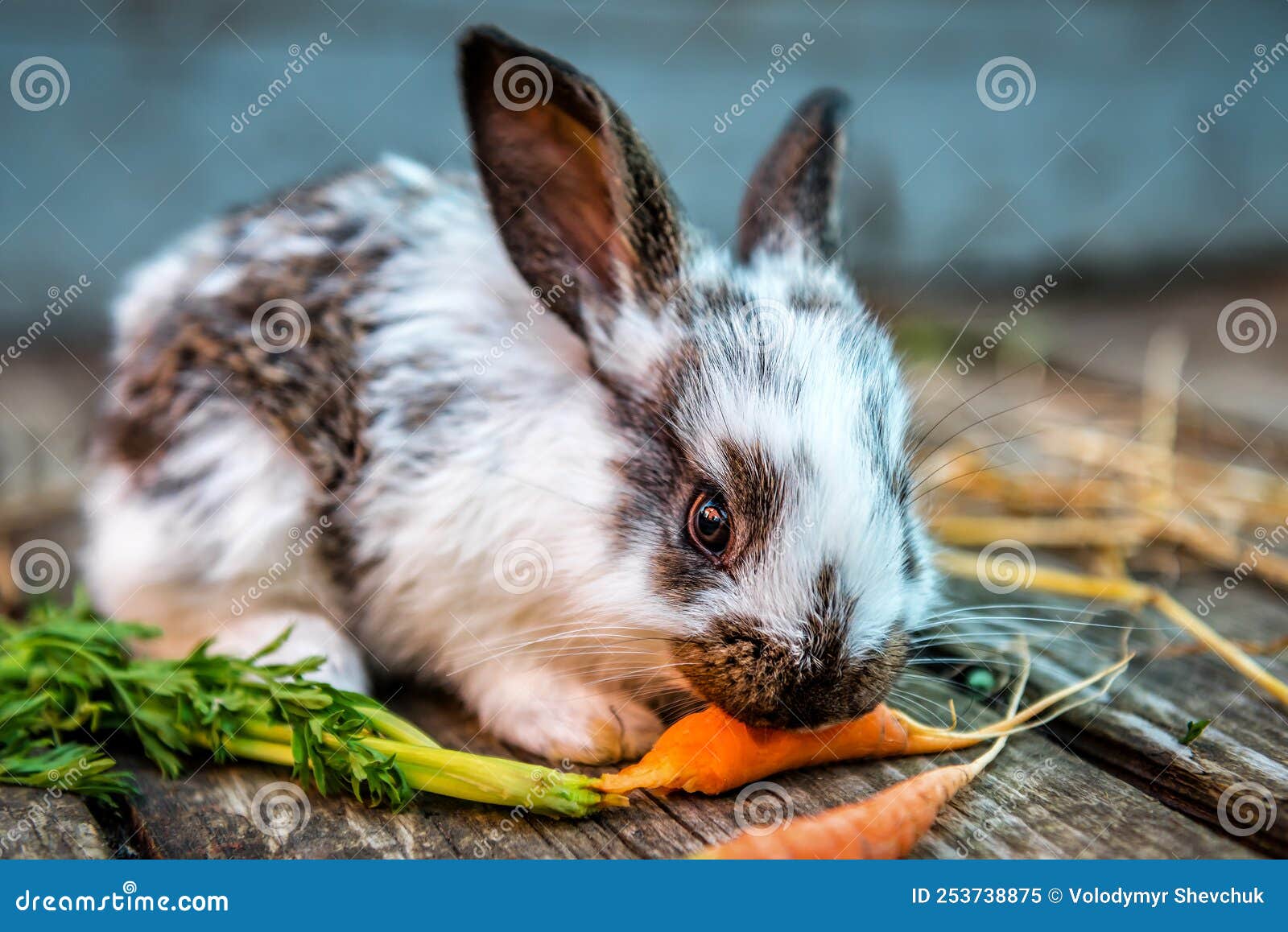 Cute Rabbit Eats Raw Carrot Stock Image - Image of portrait, gray ...