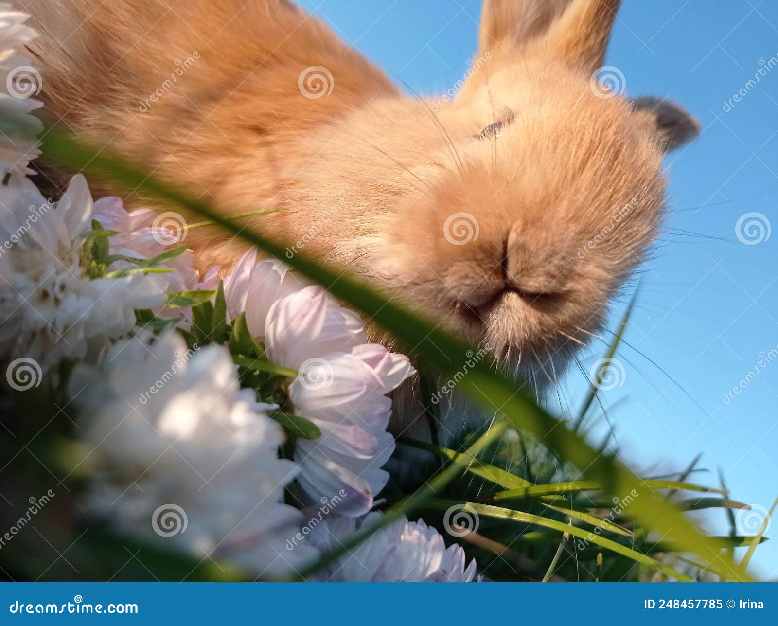 Cute rabbit and flowers stock image. Image of rabbit - 248457785