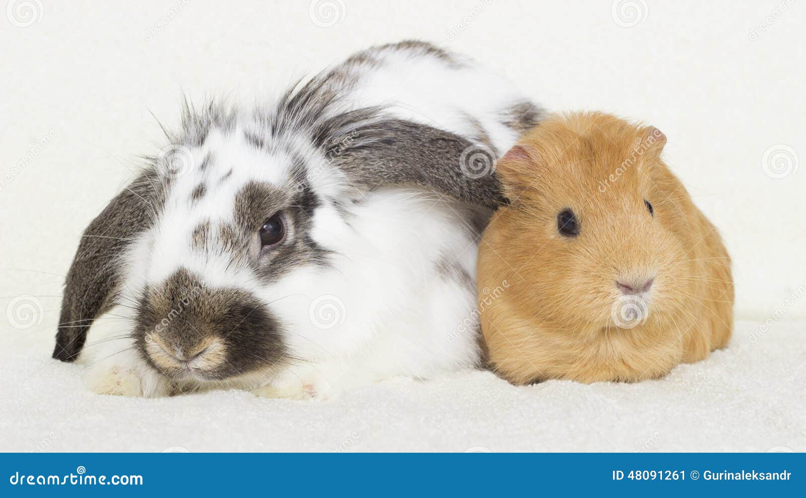 Cute Rabbit and a Golden Guinea Pig Stock Image - Image of rabbit ...