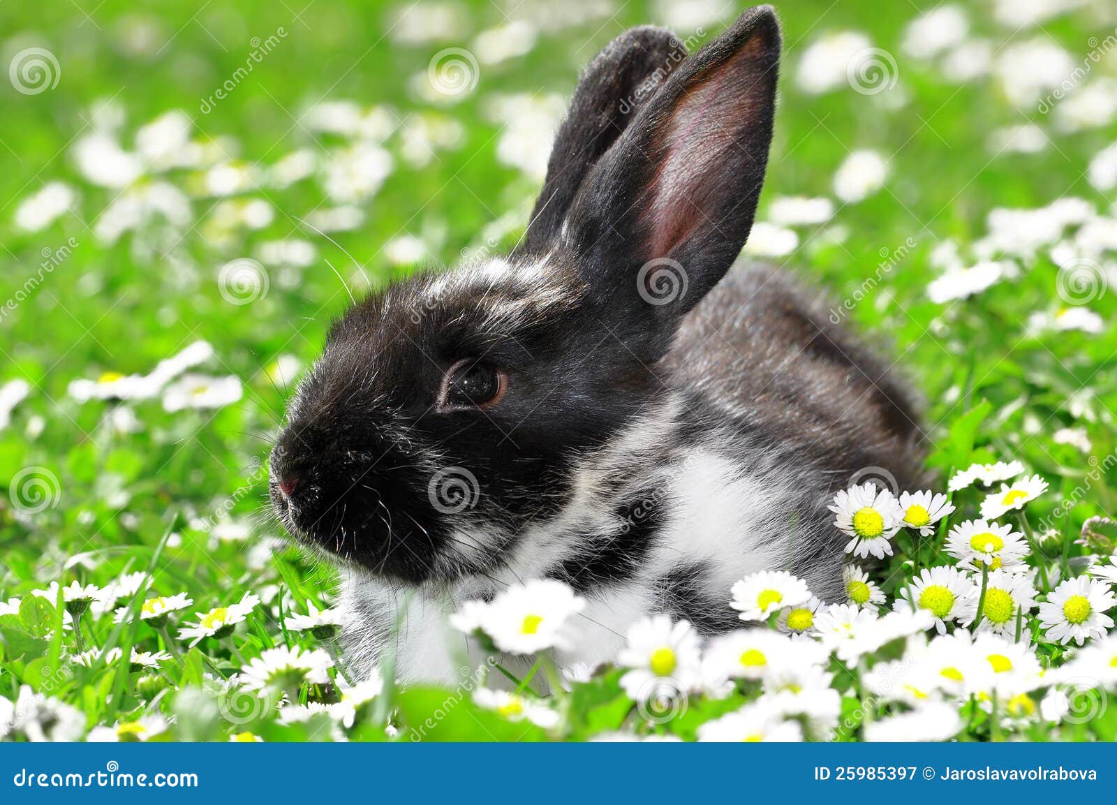 Cute Rabbit in Grass stock image. Image of adorable, friendly - 25985397