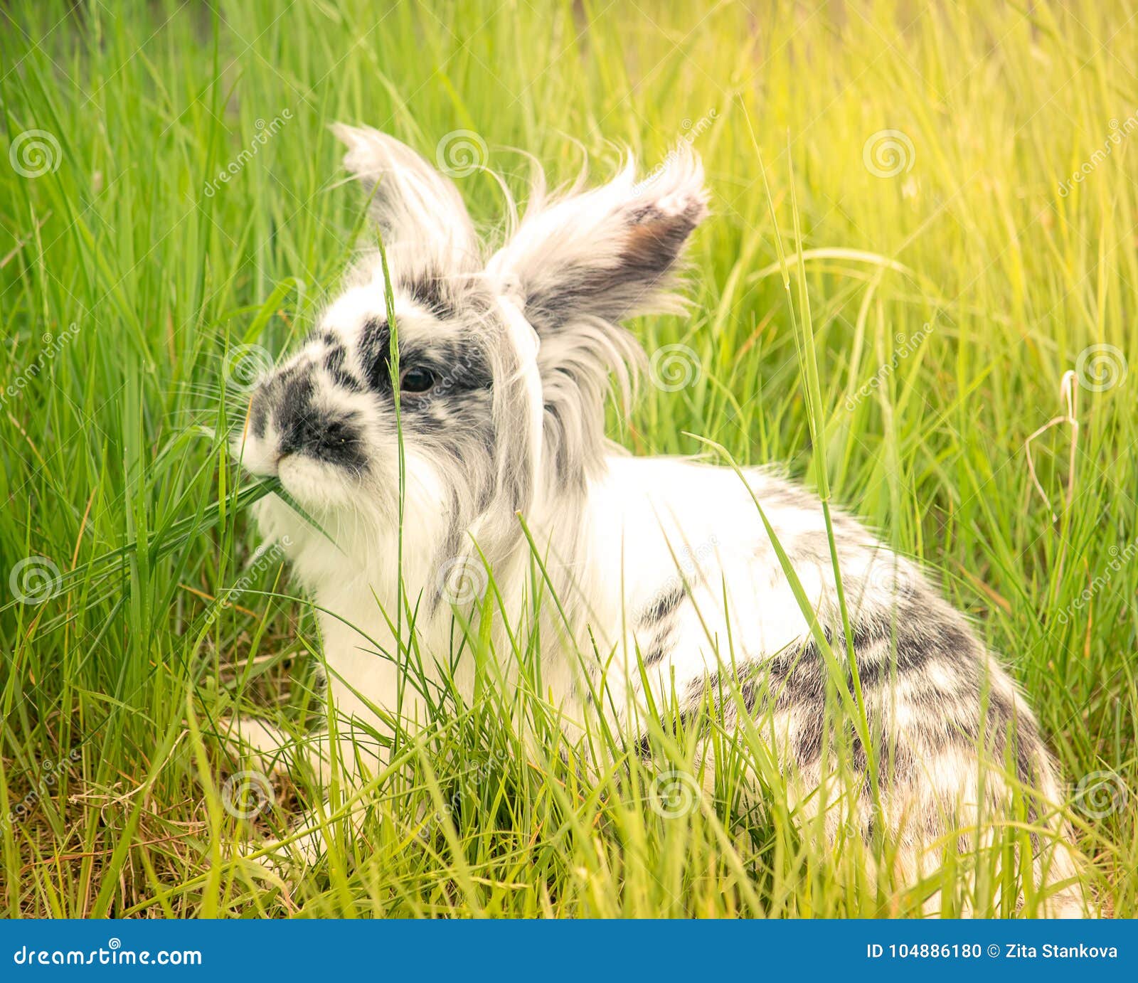 Cute rabbit in the grass stock photo. Image of wild - 104886180