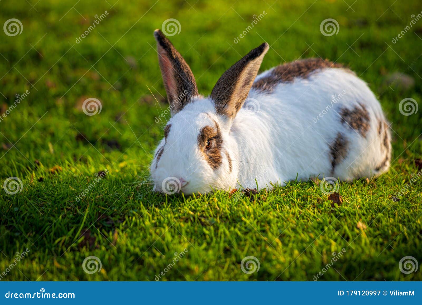 Cute rabbit on a grass stock image. Image of ears, pets - 179120997