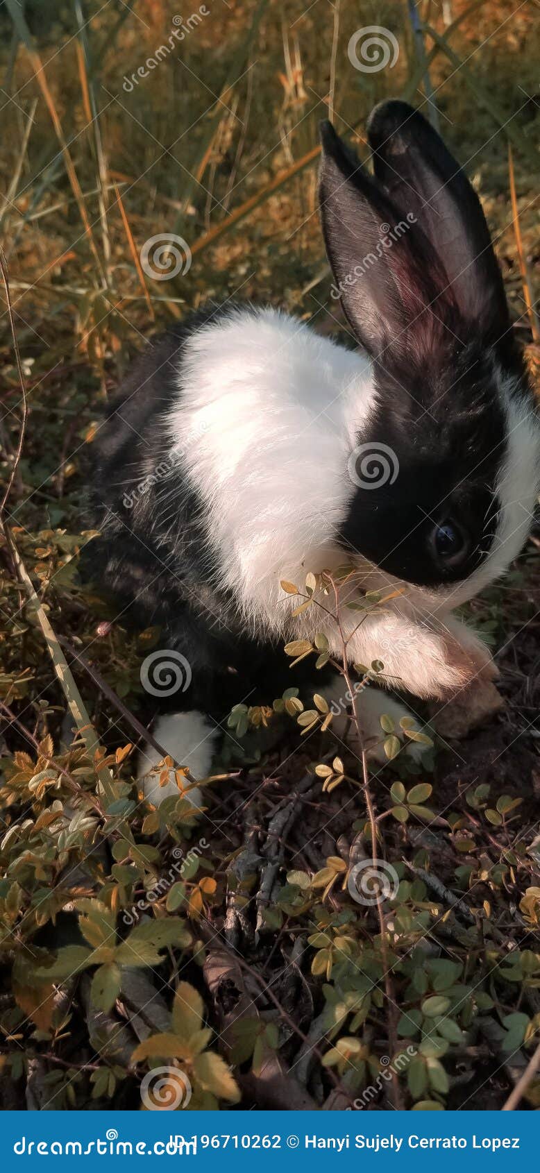 Cute Rabbit on the Grass in the Garden Stock Photo - Image of adorable ...