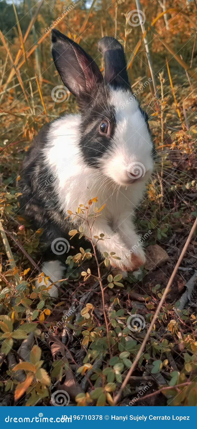 Cute Rabbit on the Grass in the Garden Stock Photo - Image of garden ...