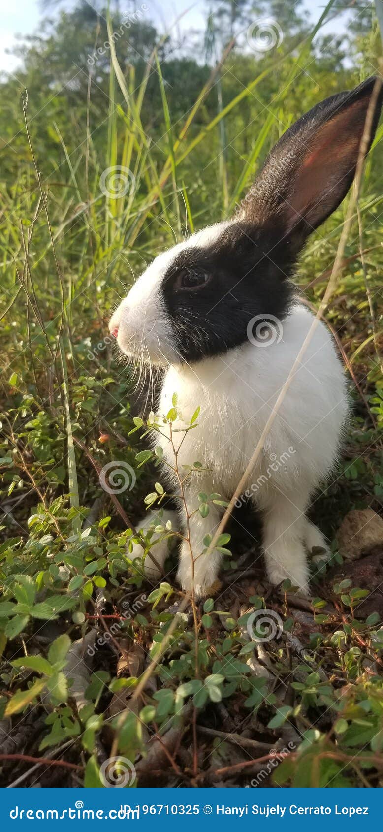 Cute Rabbit On The Grass In The Garden Stock Image Image Of Small Natural 196710325