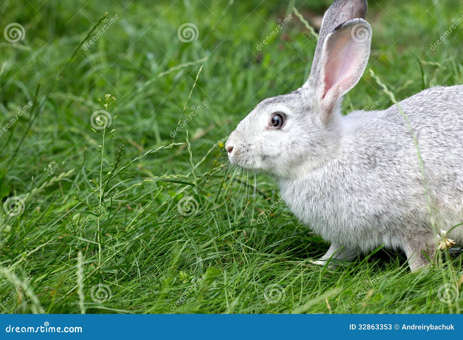 Cute Rabbit in Grass stock image. Image of nature, flower - 32863353