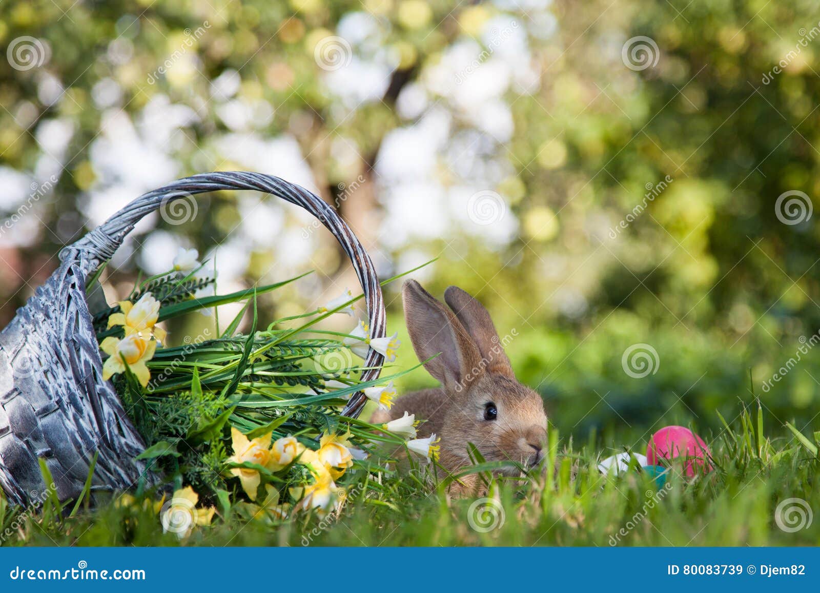 Cute rabbit on the grass stock image. Image of adorable - 80083739