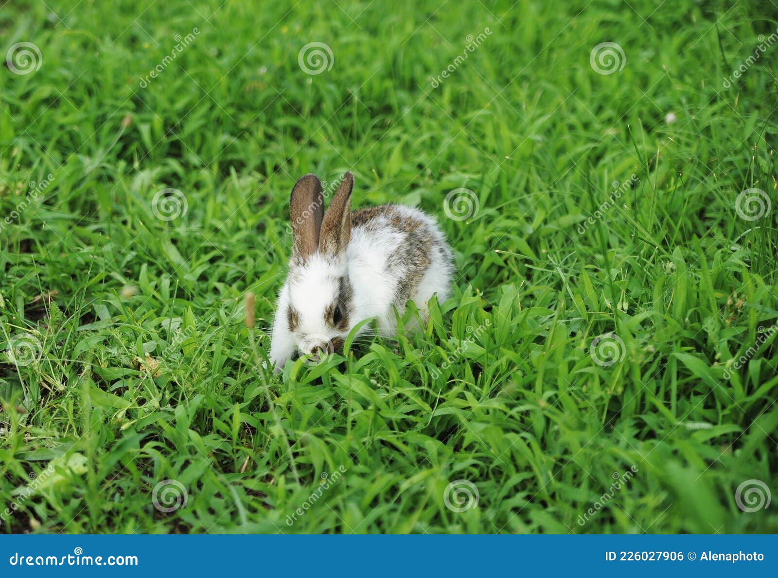 Cute rabbit on the grass stock photo. Image of eyes - 226027906