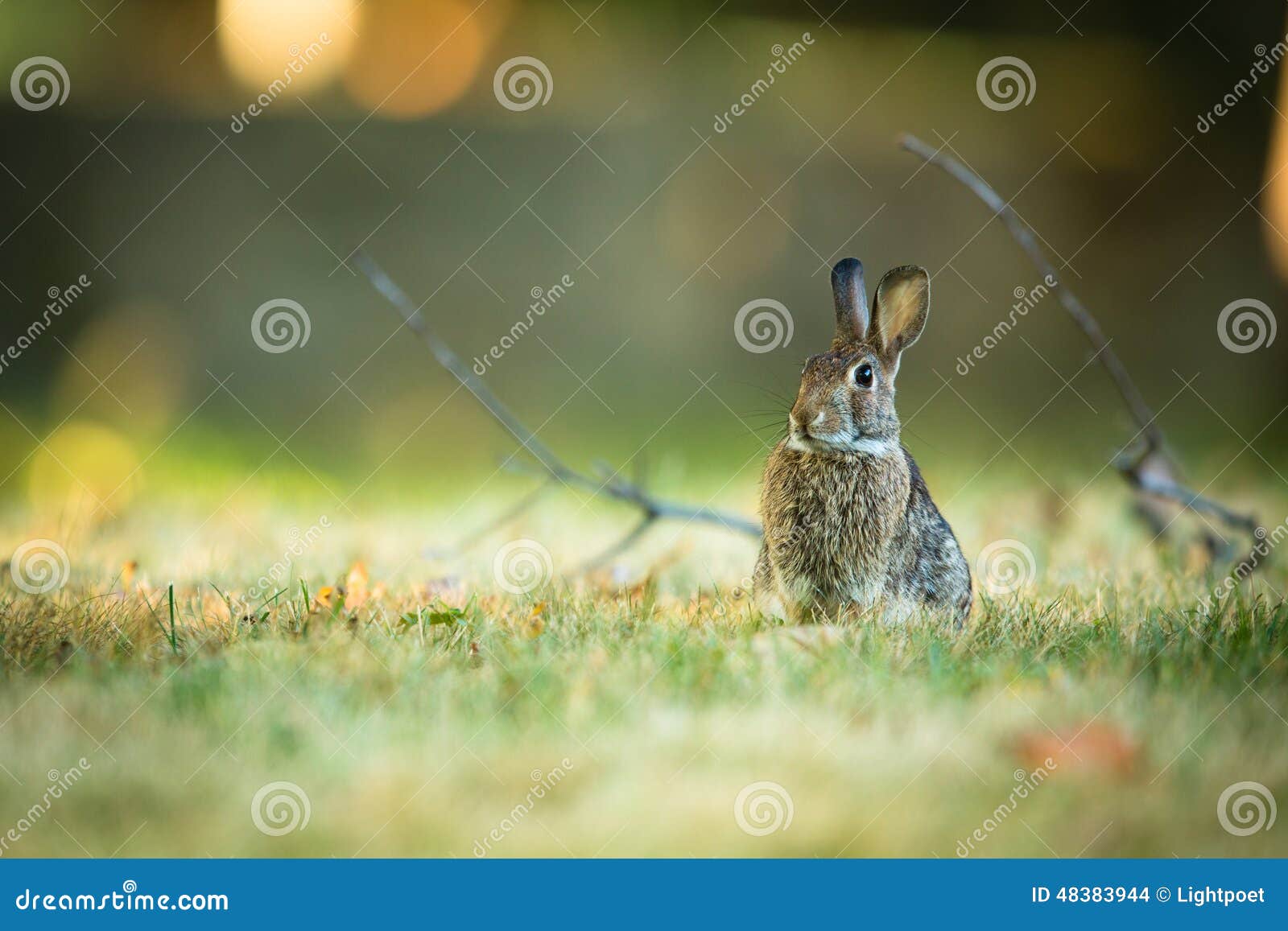 Cute rabbit in grass stock photo. Image of eating, cuddly - 48383944