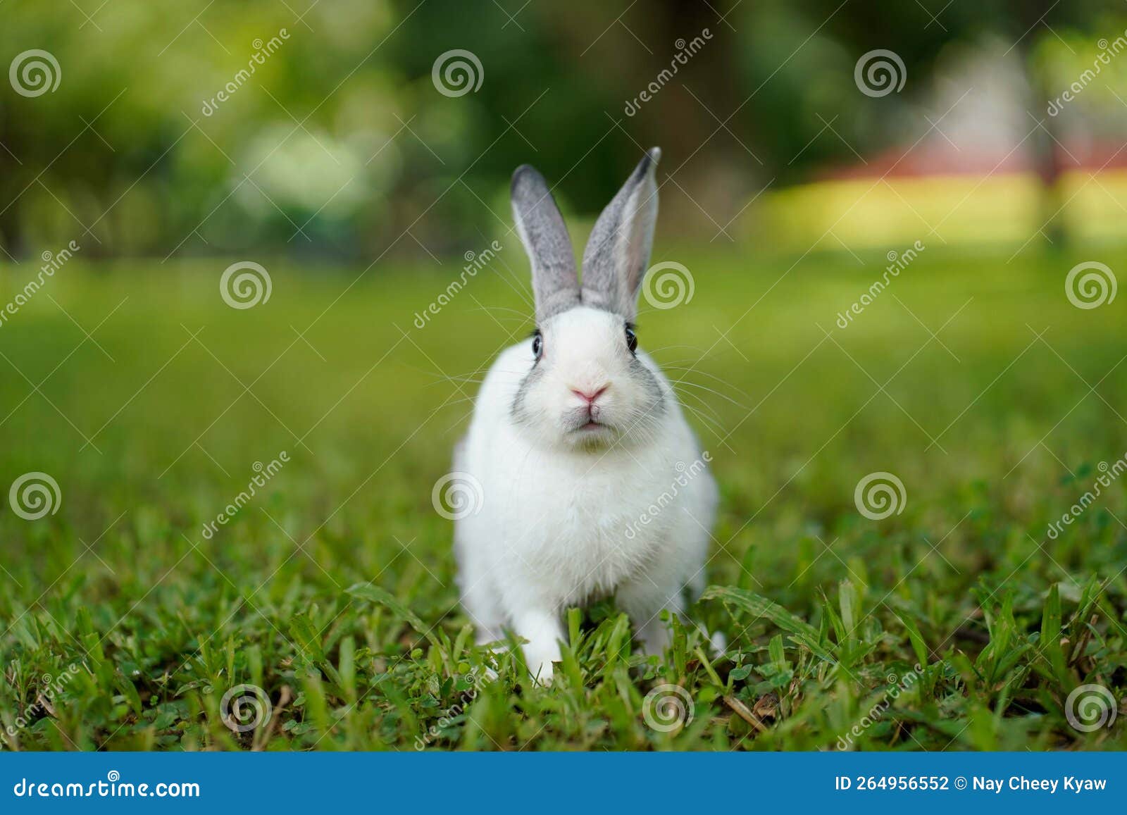 Cute Rabbit with Green Background Stock Photo - Image of white, lovely ...