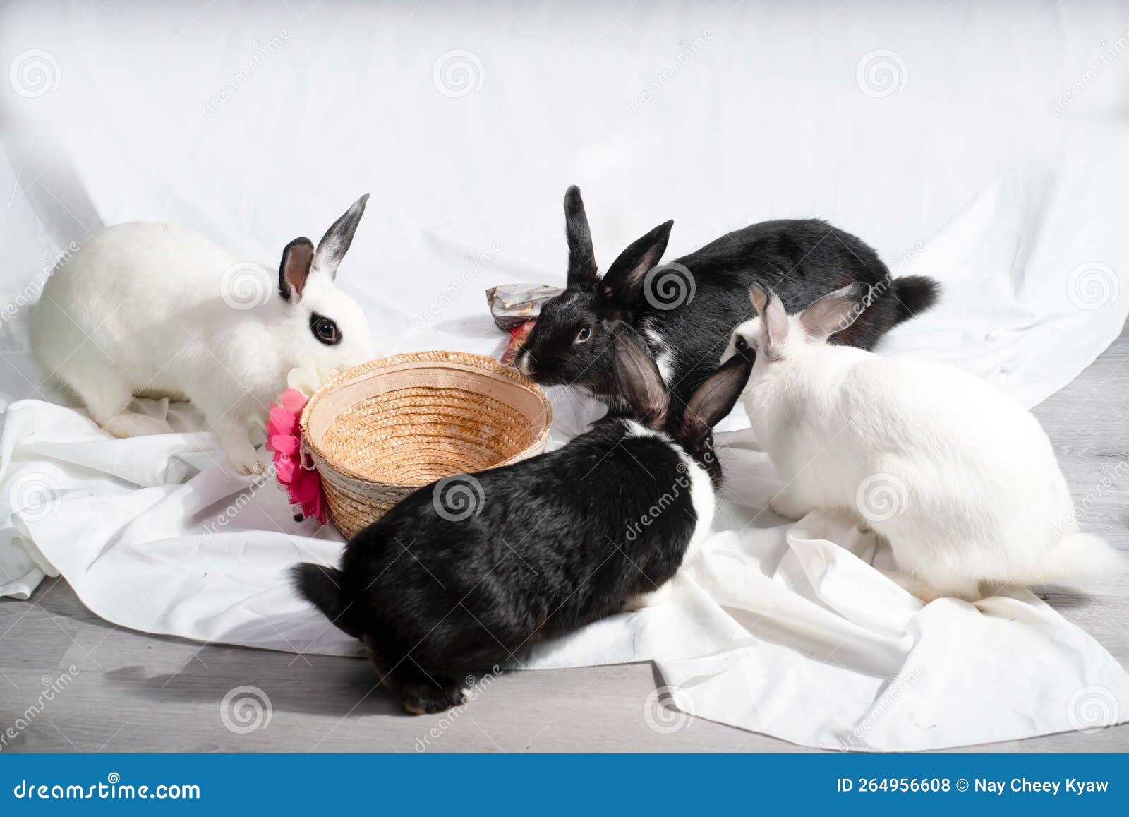 Cute Rabbit with Green Background Stock Photo - Image of bunny ...