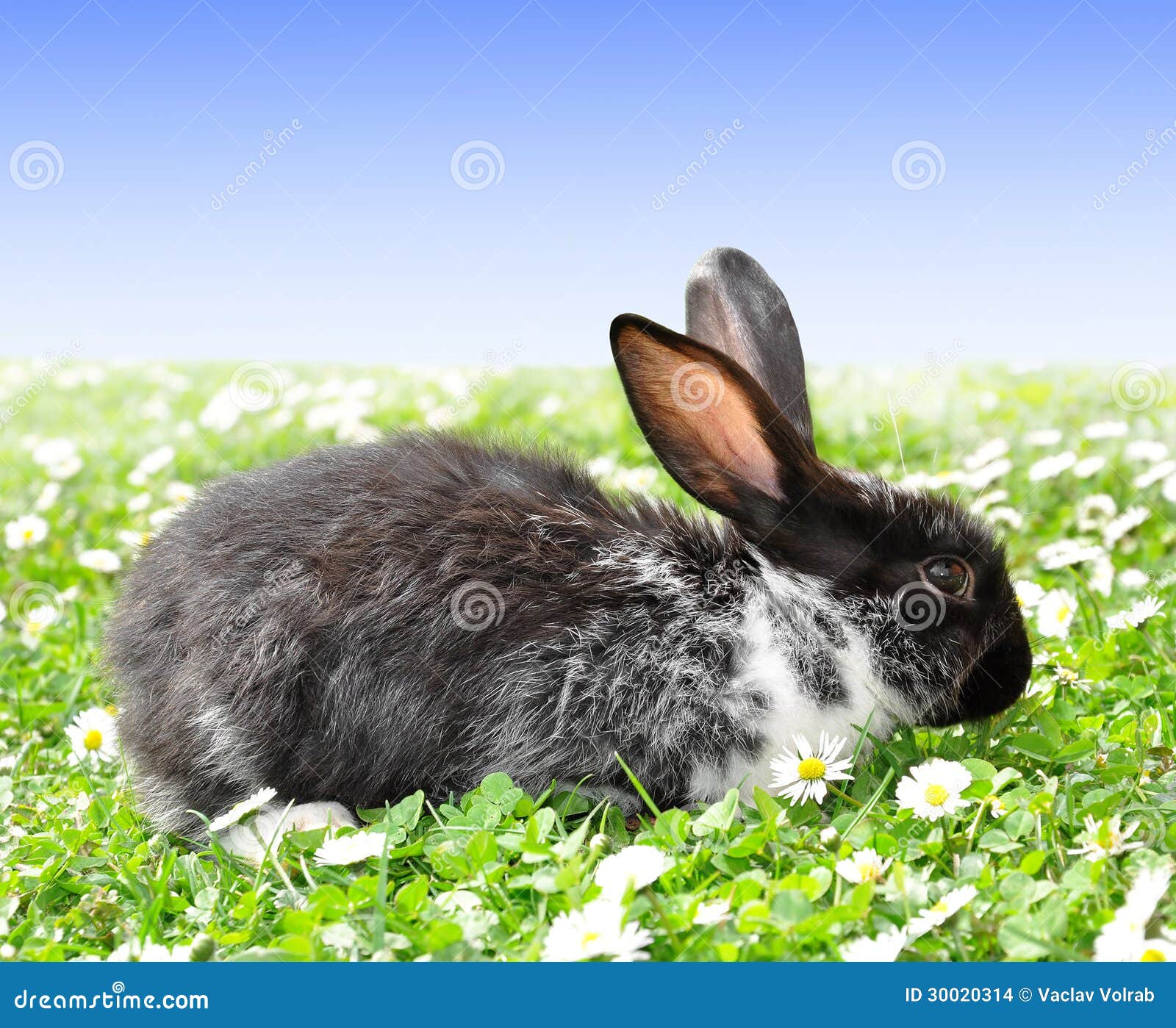 Cute Rabbit stock photo. Image of lagomorphs, green, animal - 30020314