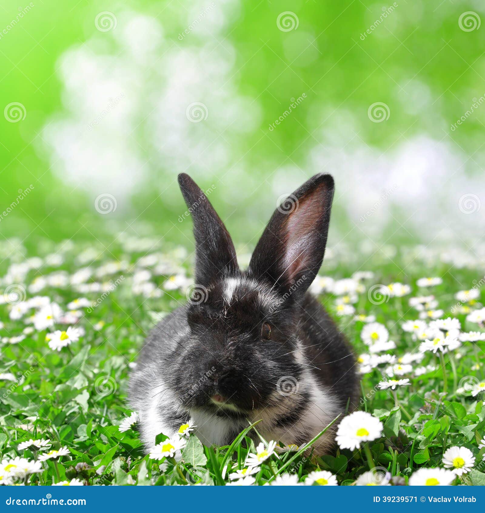 Cute Rabbit stock image. Image of grass, domesticated - 39239571