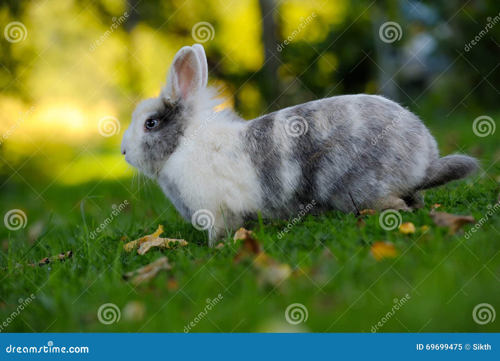 Cute Rabbit on Green Grass stock image. Image of fluffy - 69699475