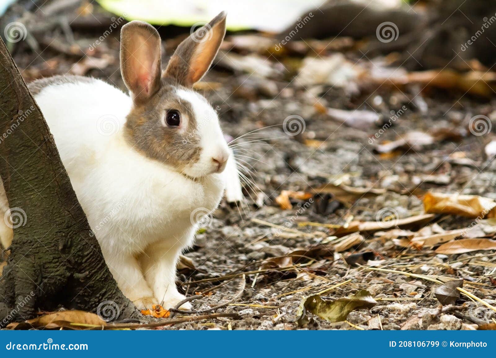 Cute Rabbit on Ground Under the Tree. Stock Image - Image of bunny ...