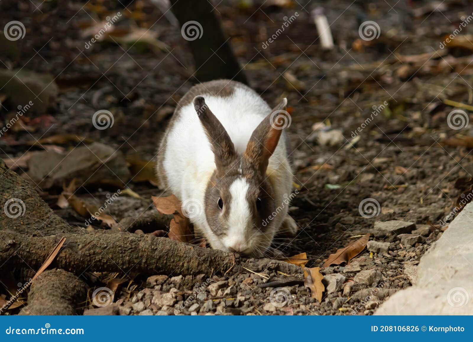 Cute Rabbit on Ground Under the Tree. Stock Photo - Image of background ...