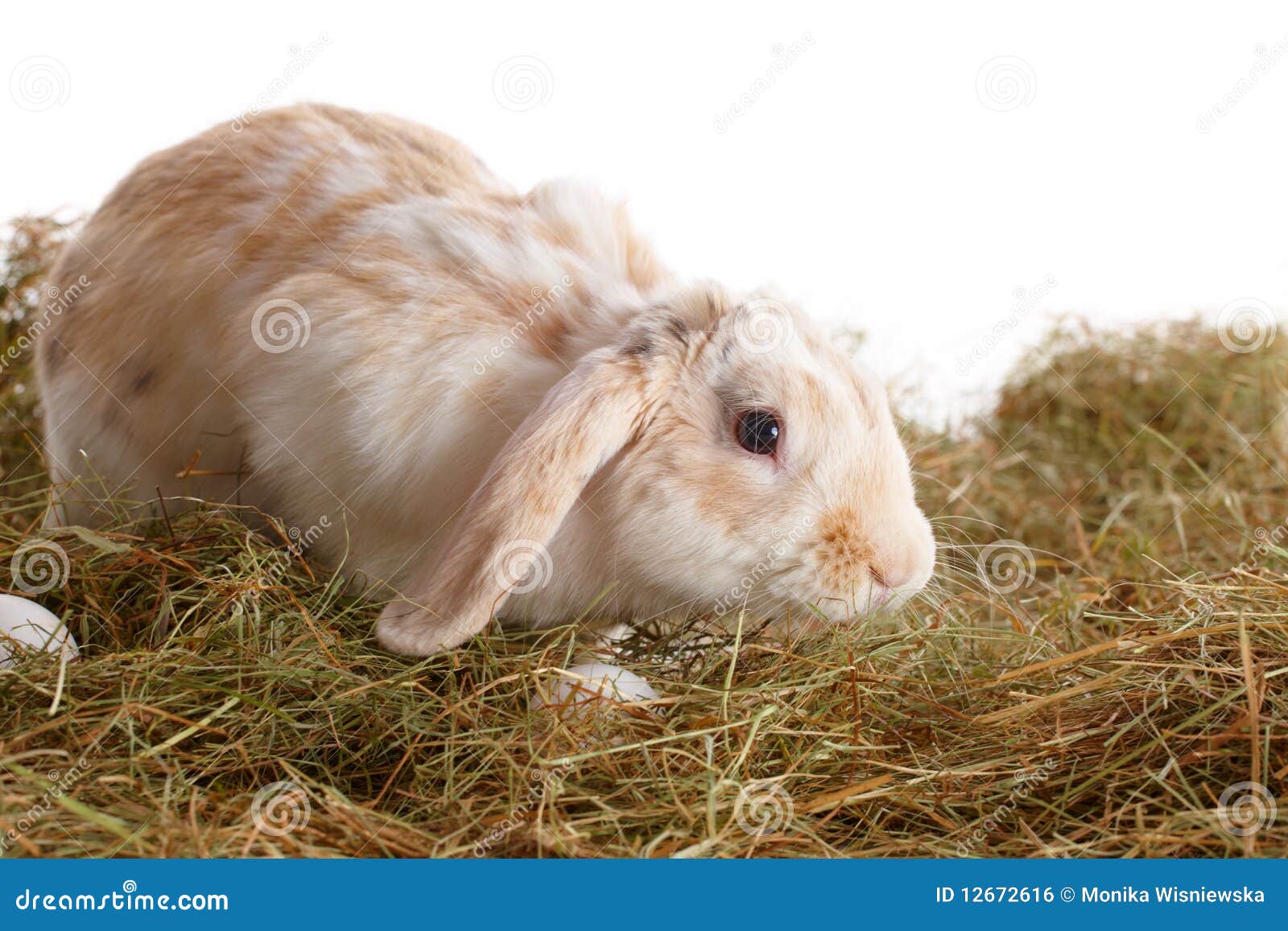 Cute rabbit on the hay stock photo. Image of fluffy, small - 12672616