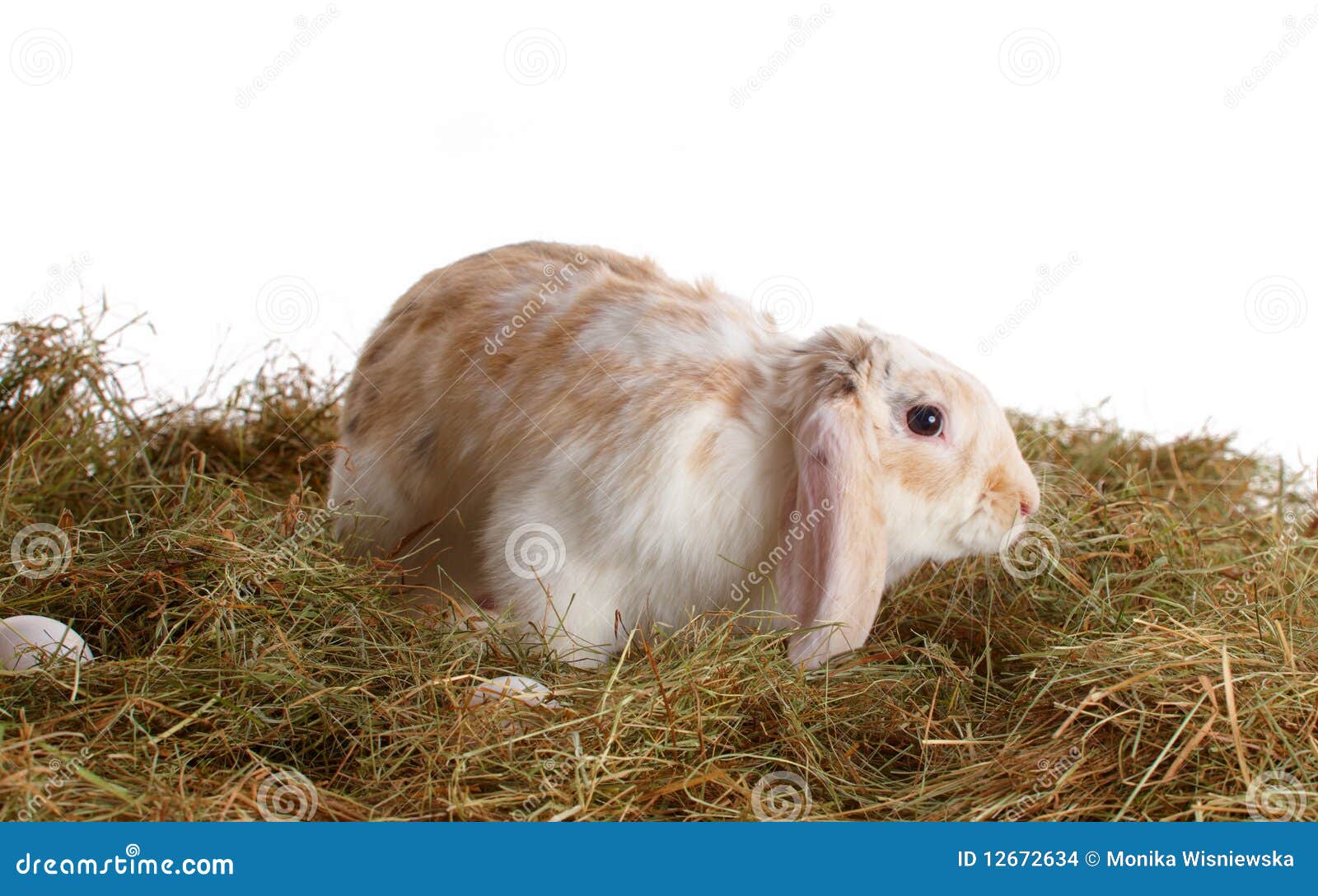 Cute rabbit on the hay stock photo. Image of isolated - 12672634