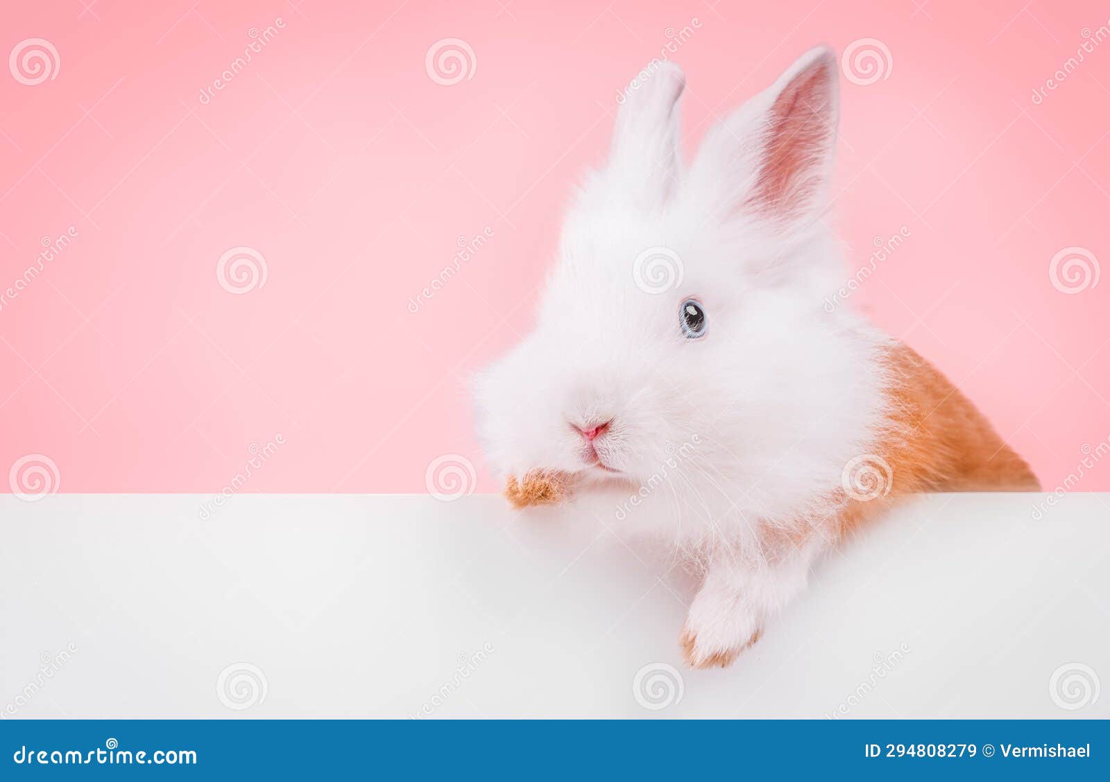 Cute Rabbit Holding an Empty Blank on a Pink Background Stock Image ...