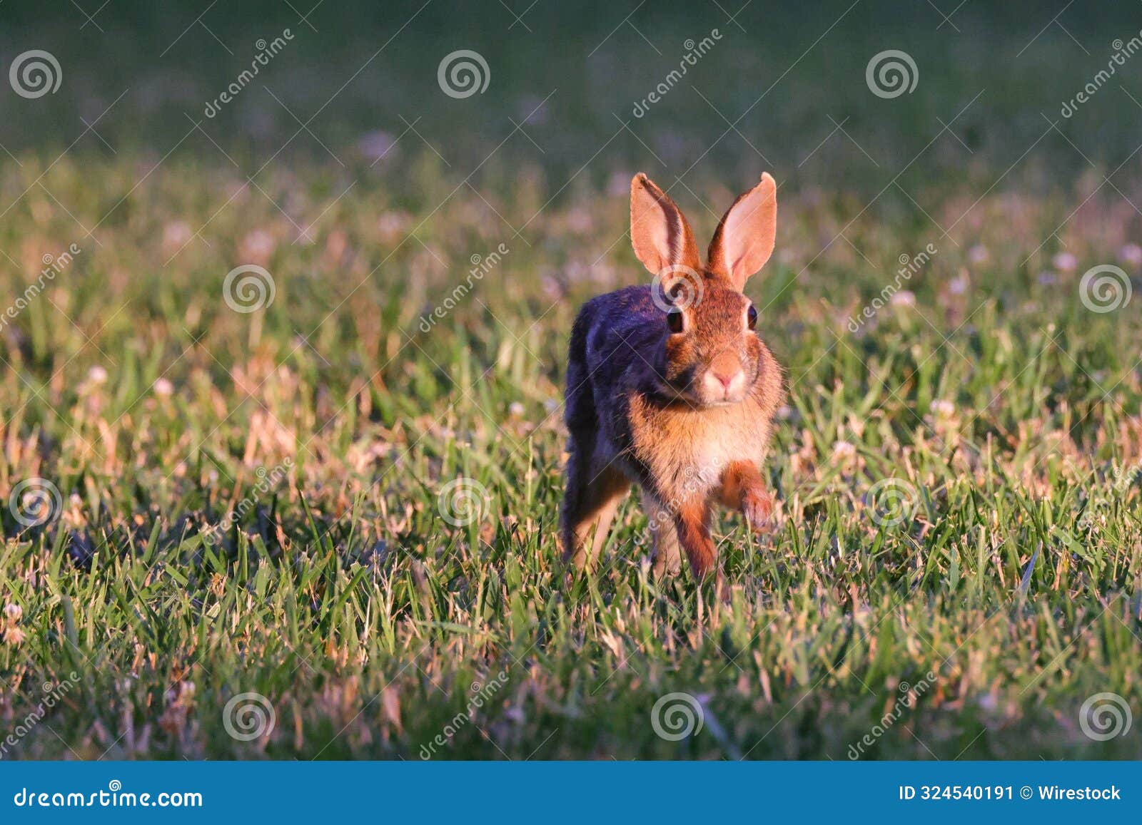 Cute Rabbit Hopping through a Grassy Field with Soft Evening Sunlight ...