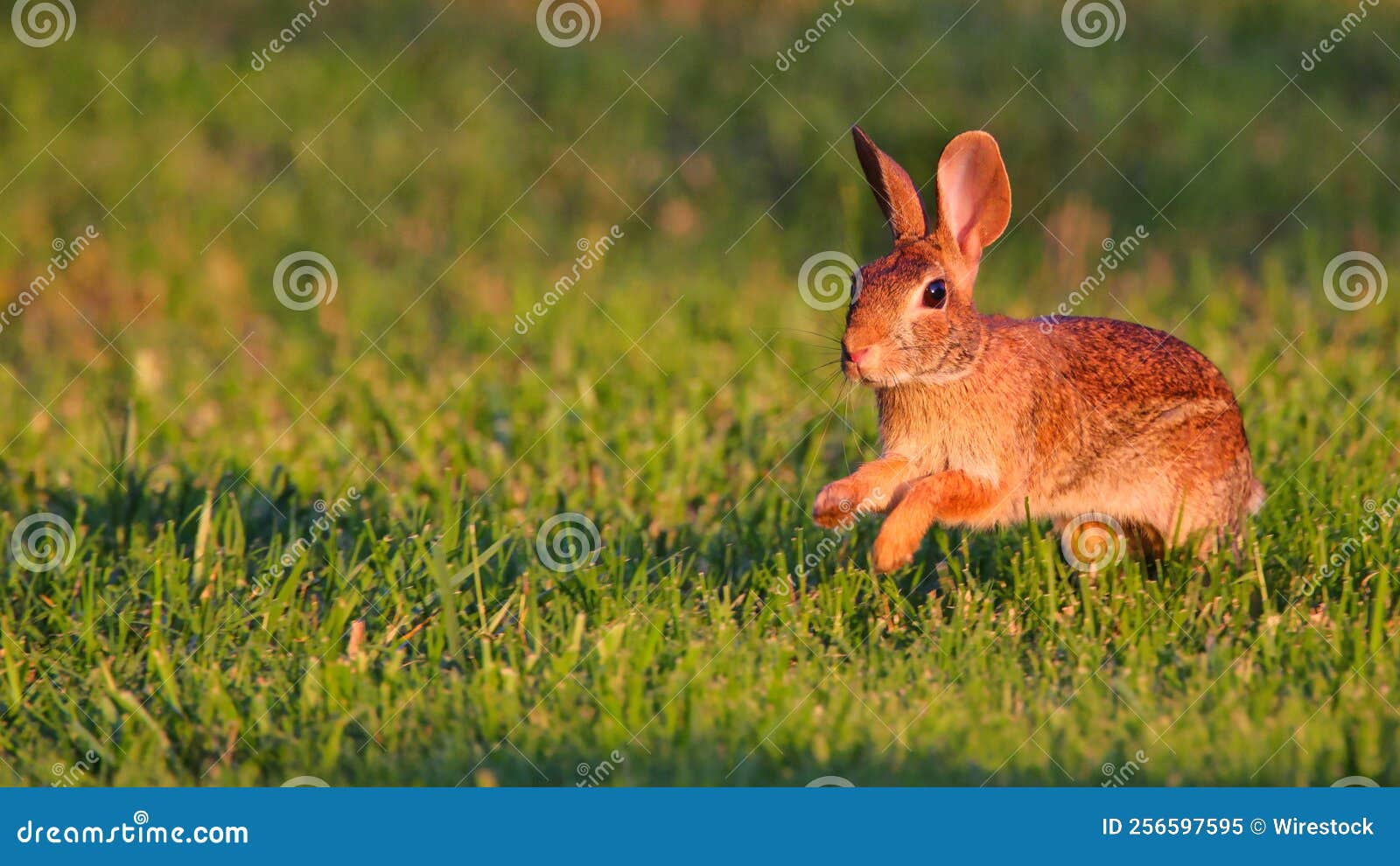 Cute Rabbit Jumping on the Grass. Stock Image - Image of background ...