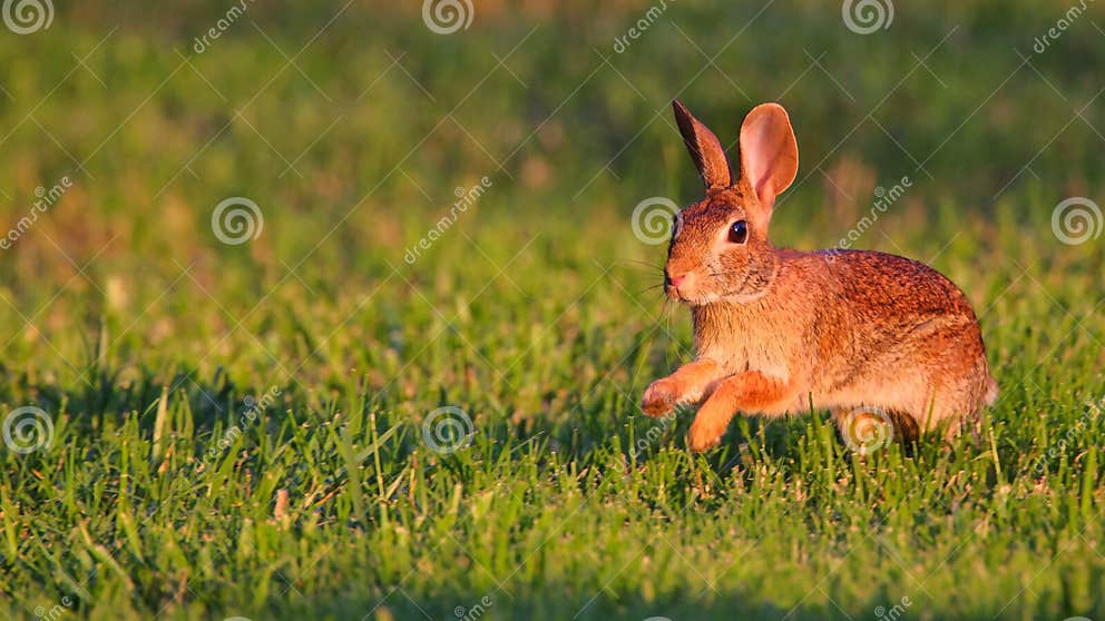 Cute Rabbit Jumping on the Grass. Stock Image - Image of background ...