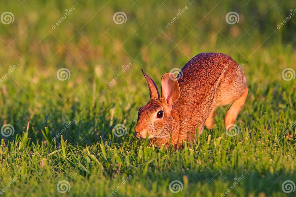 Cute Rabbit Jumping on the Grass. Stock Image - Image of jumping, happy ...