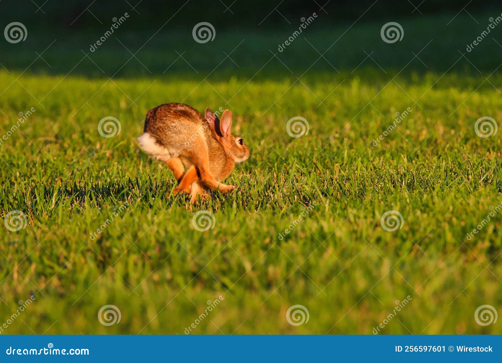Cute Rabbit Jumping on the Grass. Stock Image - Image of cute, rabbit ...