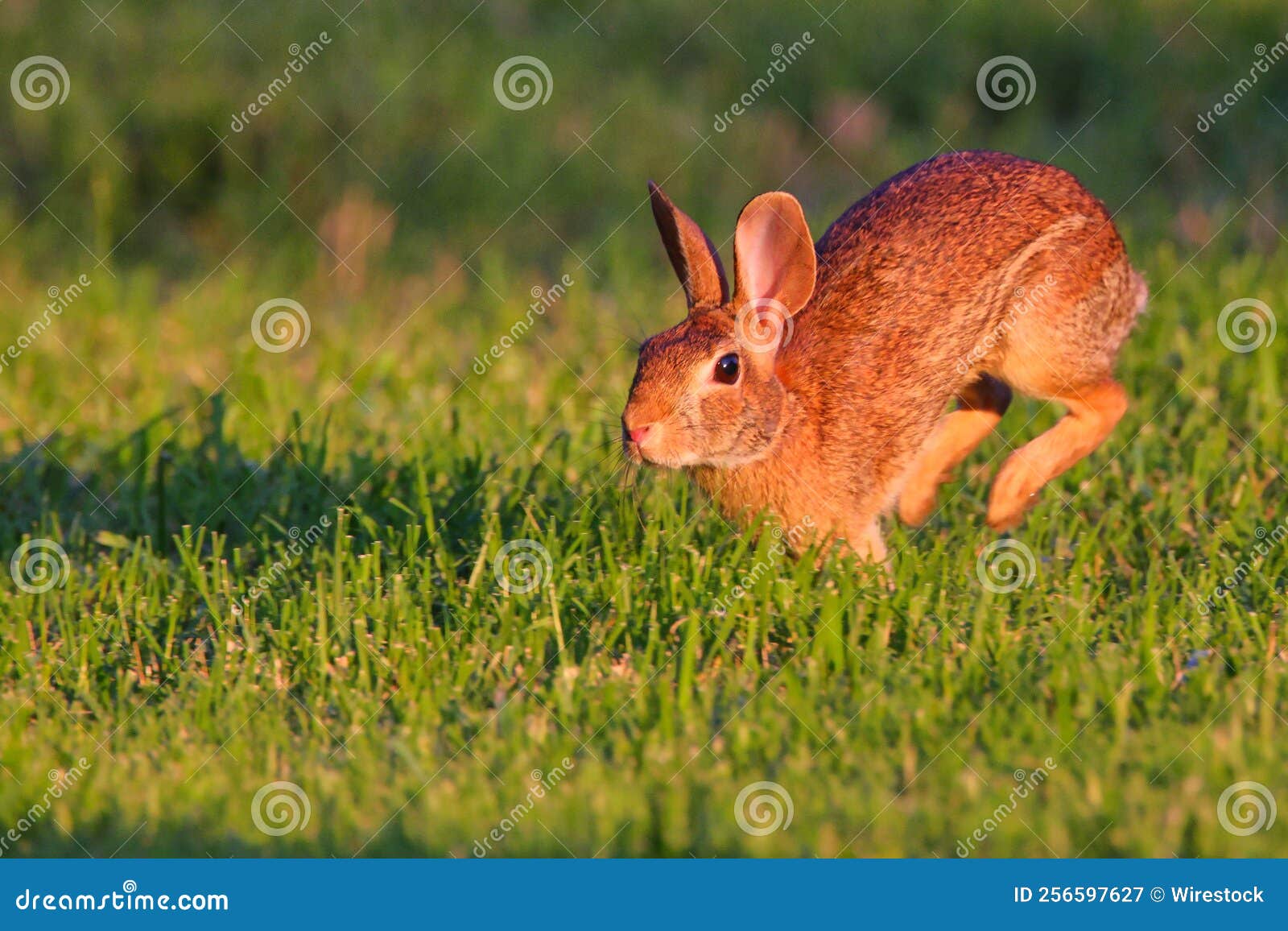 Cute Rabbit Jumping on the Grass. Stock Image - Image of rabbit, nature ...