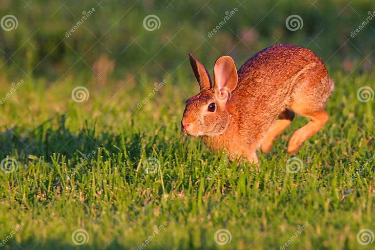 Cute Rabbit Jumping on the Grass. Stock Image - Image of rabbit, nature ...