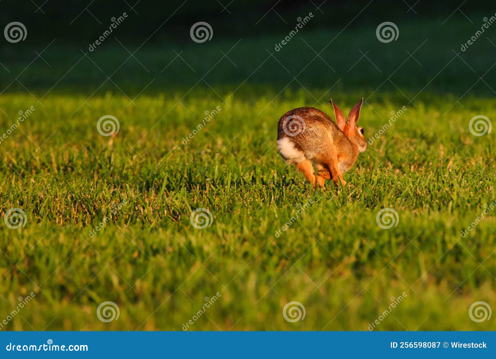 Cute Rabbit Jumping on the Grass. Stock Image - Image of grass, animal ...