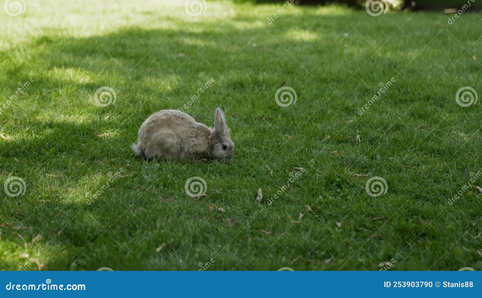 Cute Rabbit Jumping on the Grass. Stock Footage - Video of summer ...