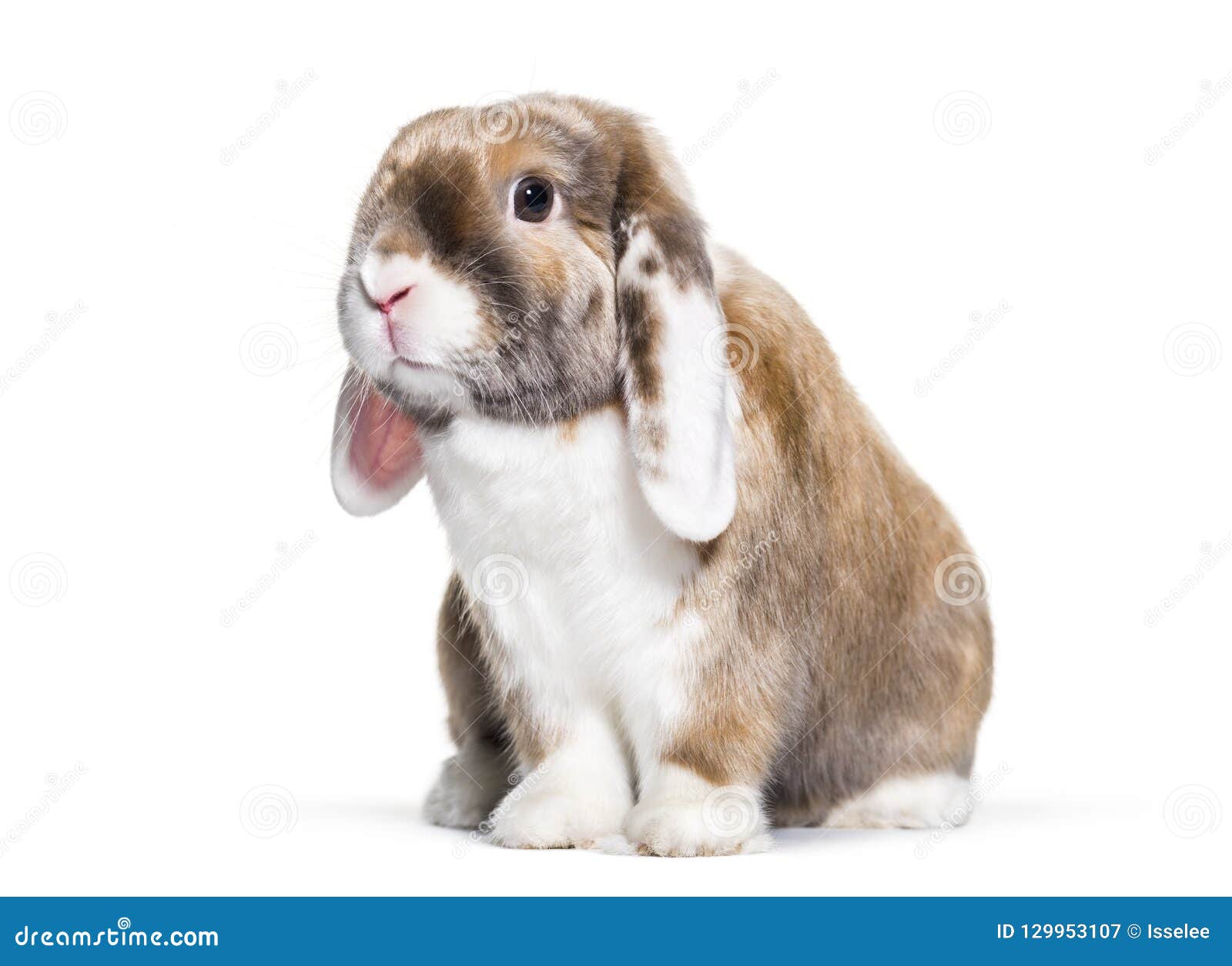 Cute Rabbit Looking at Camera Against White Background Stock Image ...