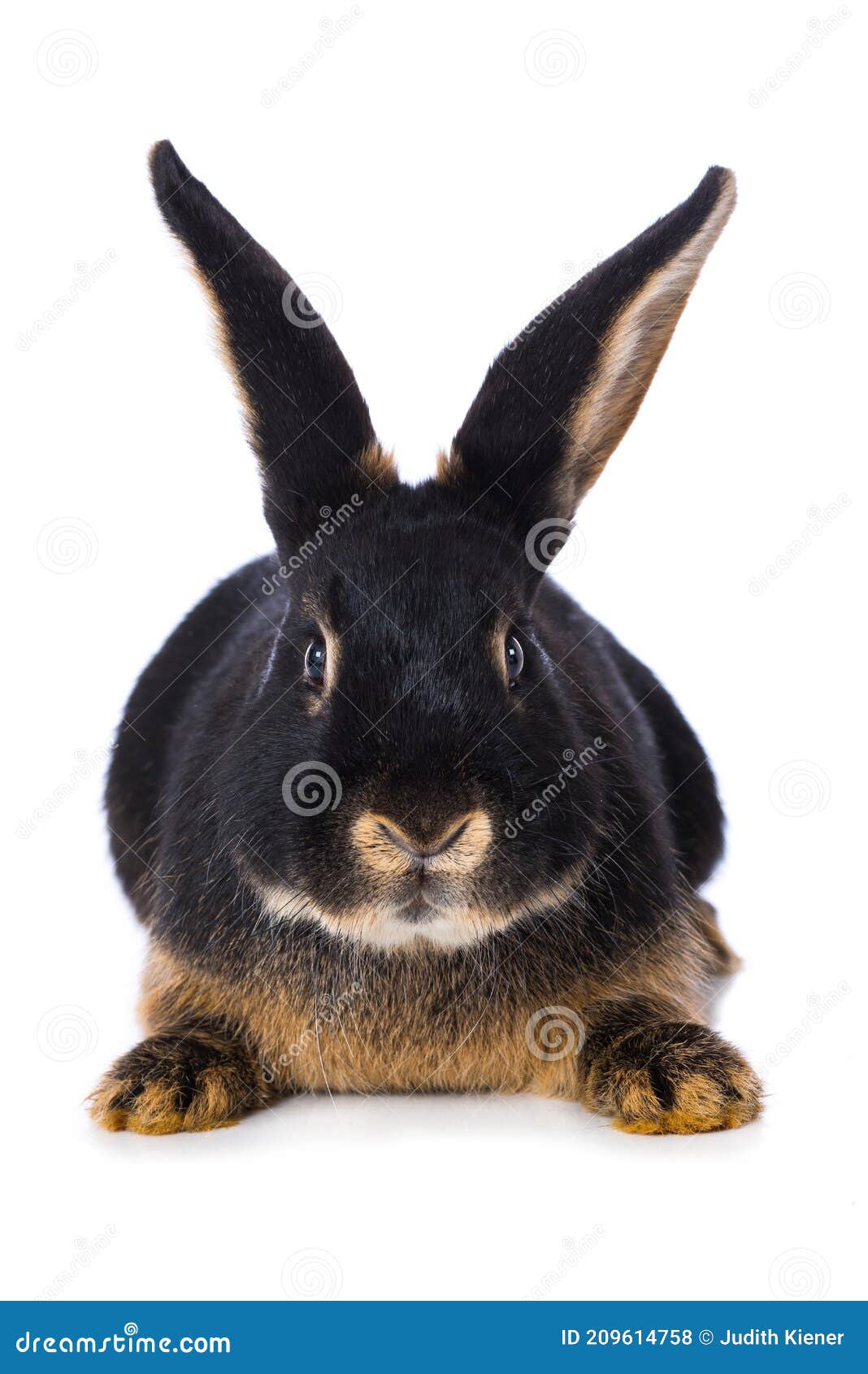 Cute Rabbit Lying Isolated on White Stock Photo - Image of lying, bunny ...