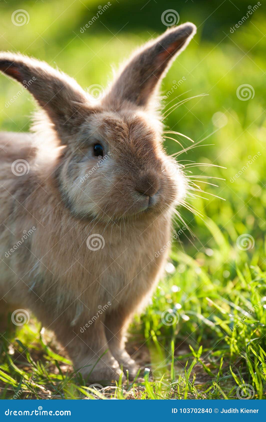 Cute rabbit in a meadow stock photo. Image of spring - 103702840