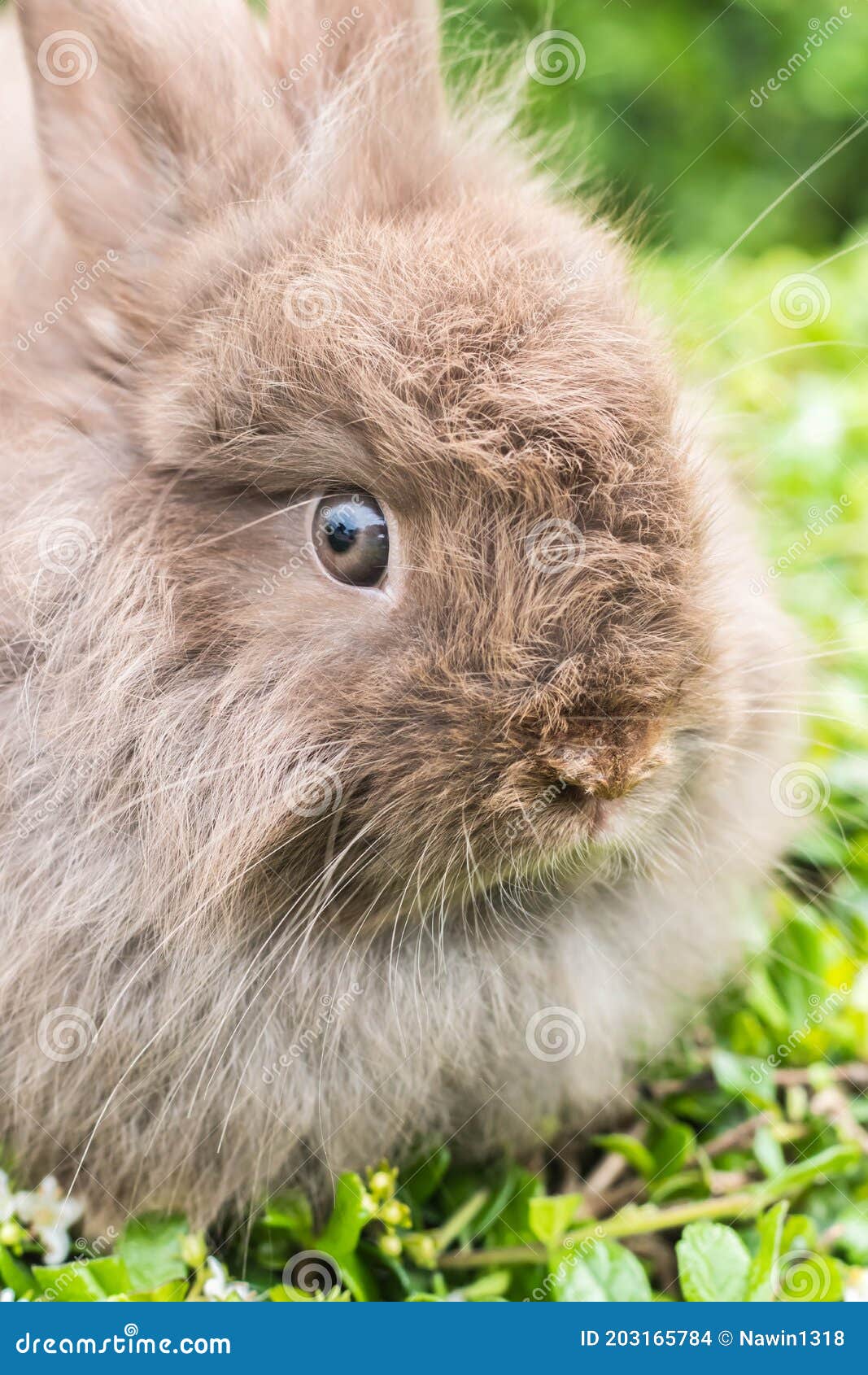 Cute Rabbit on Nature Background Stock Photo - Image of white, mammal ...