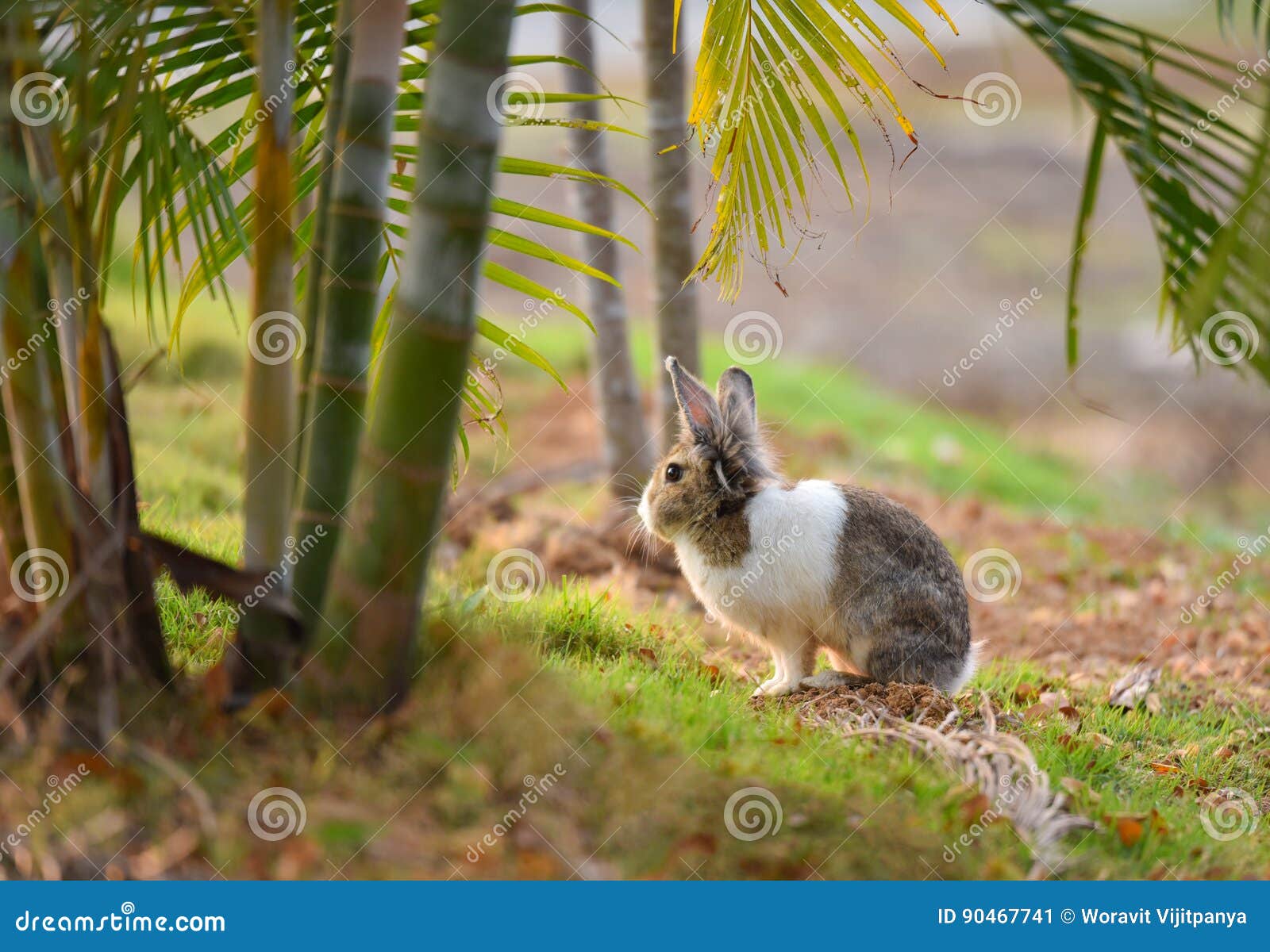 Cute Rabbit stock image. Image of cute, blur, selective - 90467741