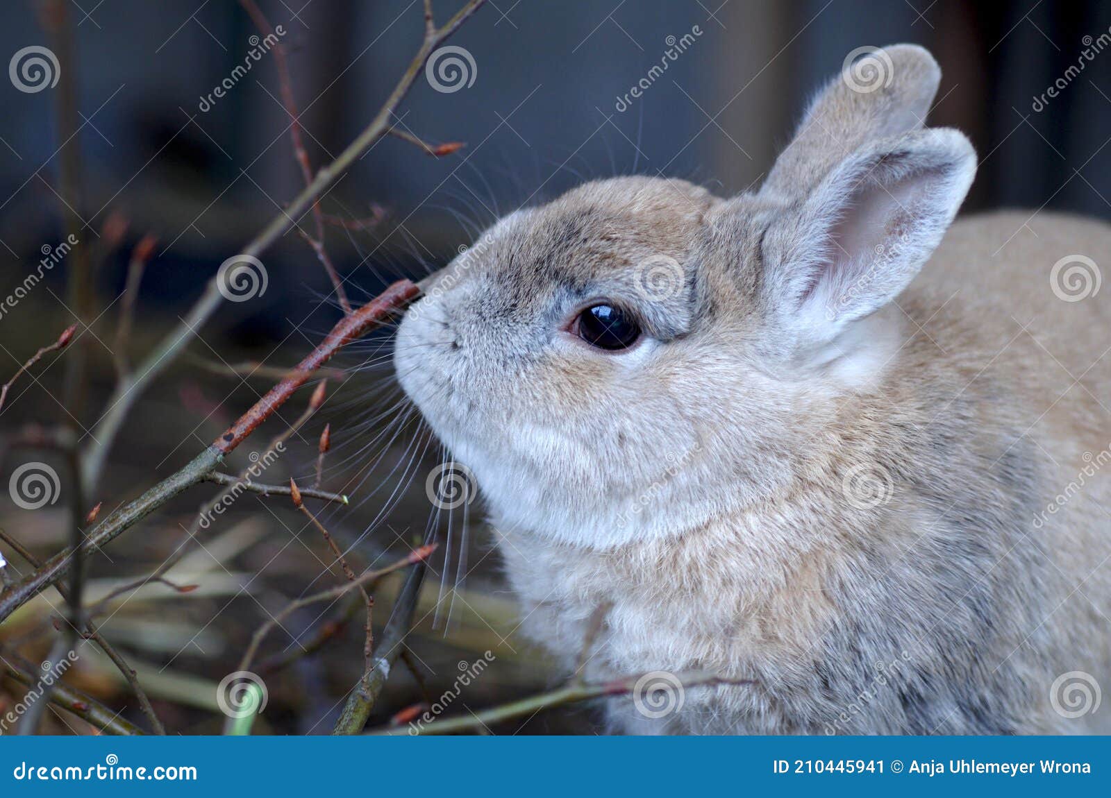 A Cute Rabbit Nibbling on Branches Stock Image - Image of wild, rabbit ...