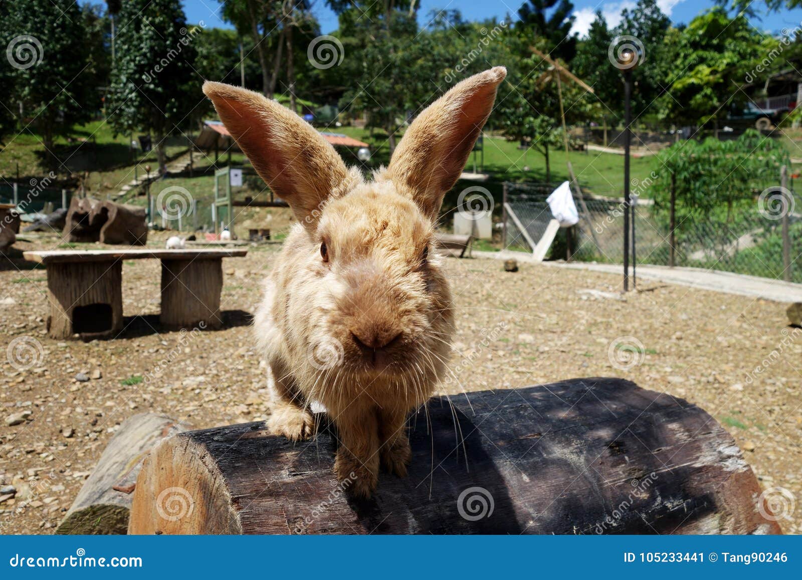 Cute rabbit in outdoor stock image. Image of hare, fluffy - 105233441