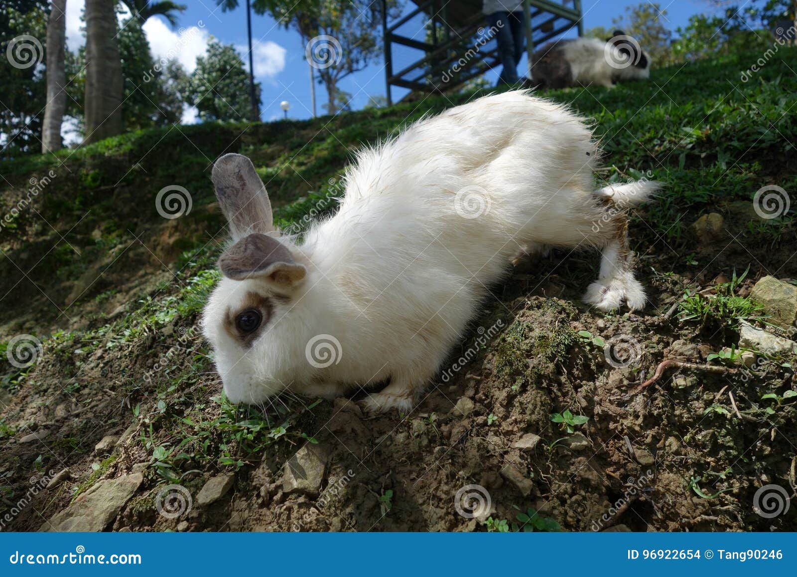 Cute rabbit in outdoor stock photo. Image of rodent, eating - 96922654
